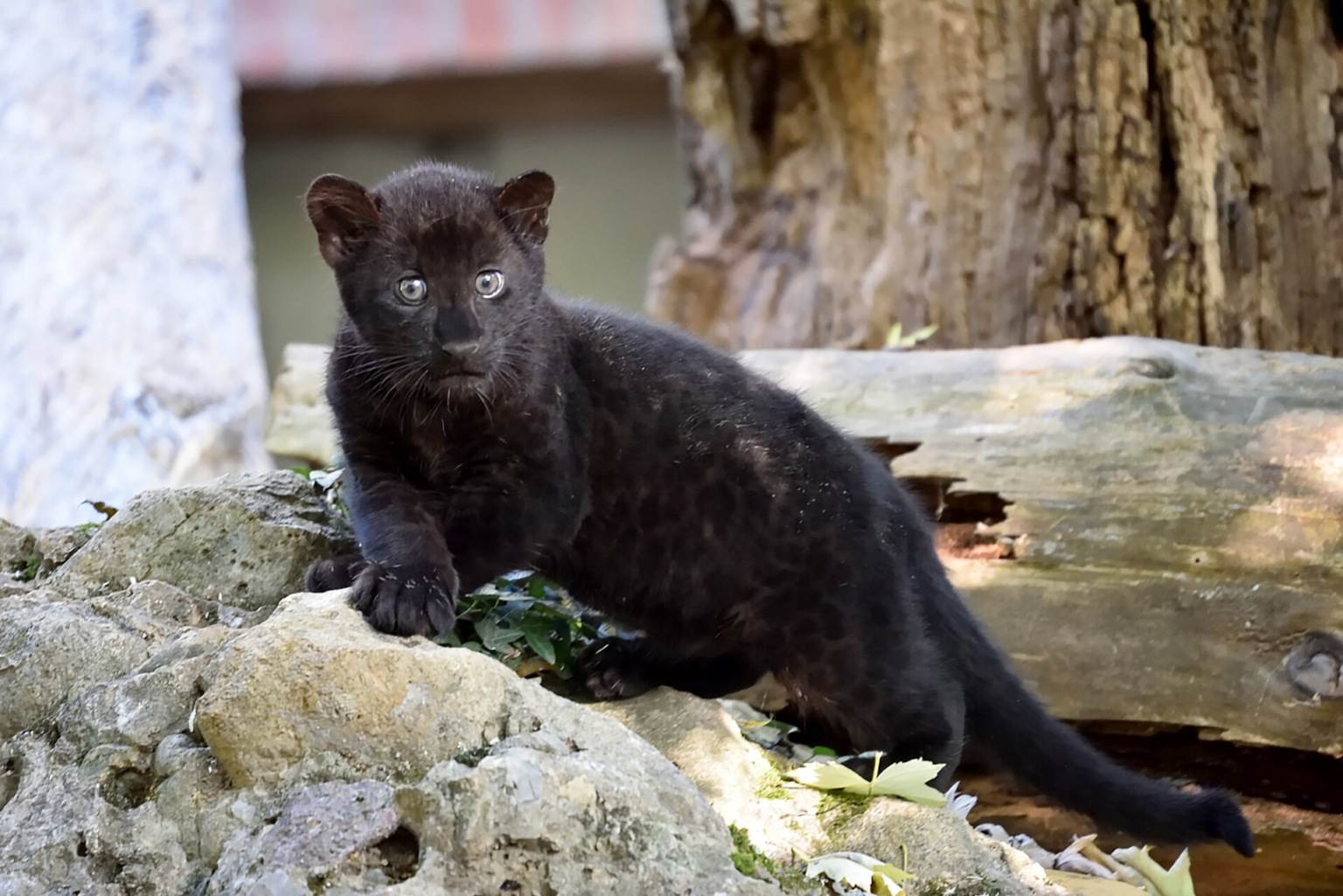 Nuovi arrivi al parco faunistico Le Cornelle: è nata una cucciola di ...