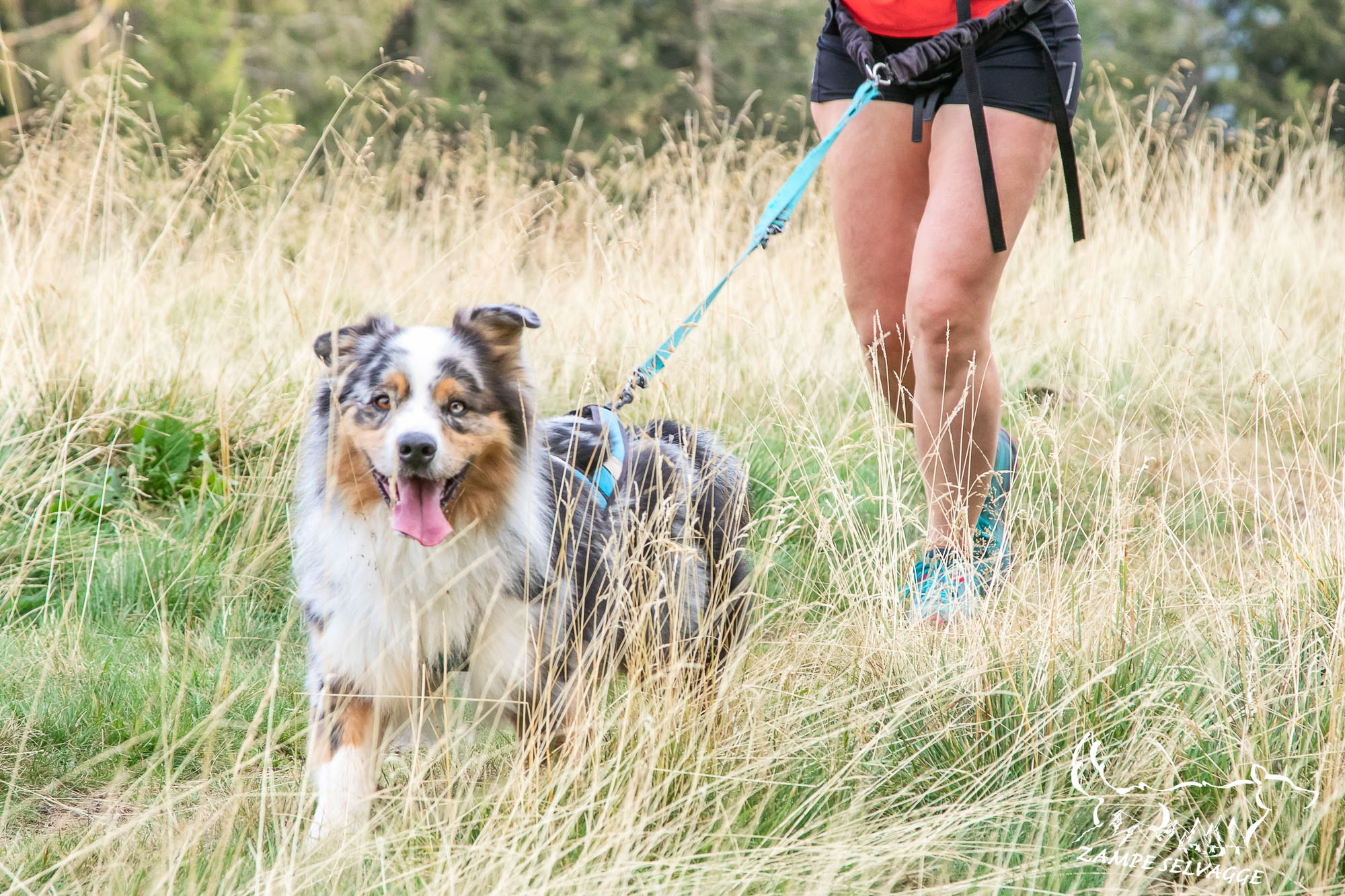 Torna in Valle Brembana l'Orobie Dog Trophy: si corre in montagna, ma ...