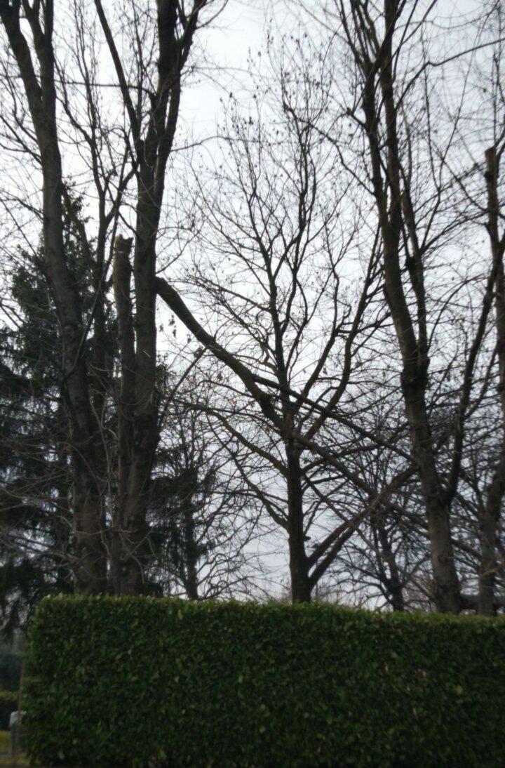 Tronco pericolante sopra l'area giochi del parco di via Tasso a Curno ...