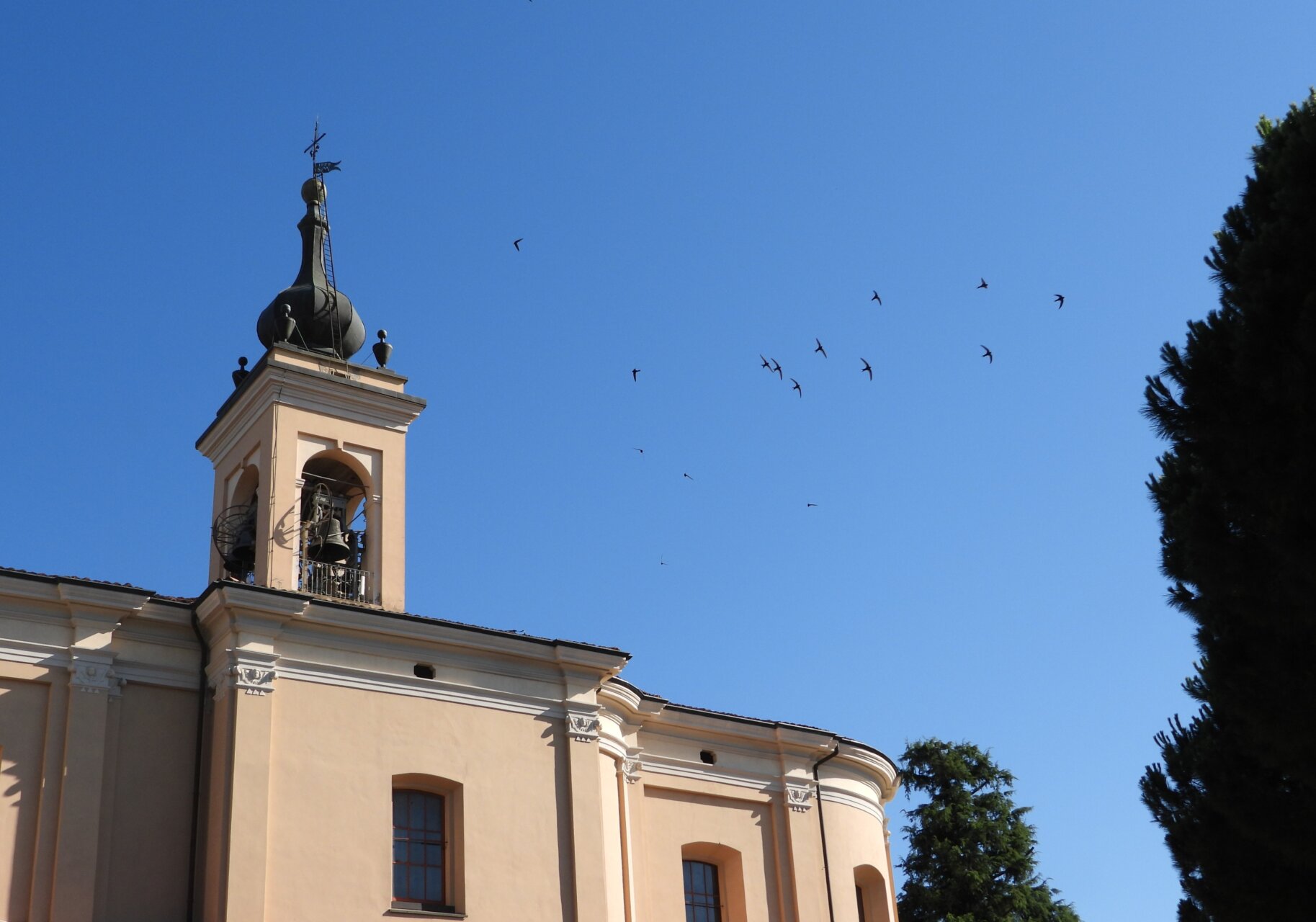 In città per osservare i bellissimi rondoni, durante la loro giornata ...