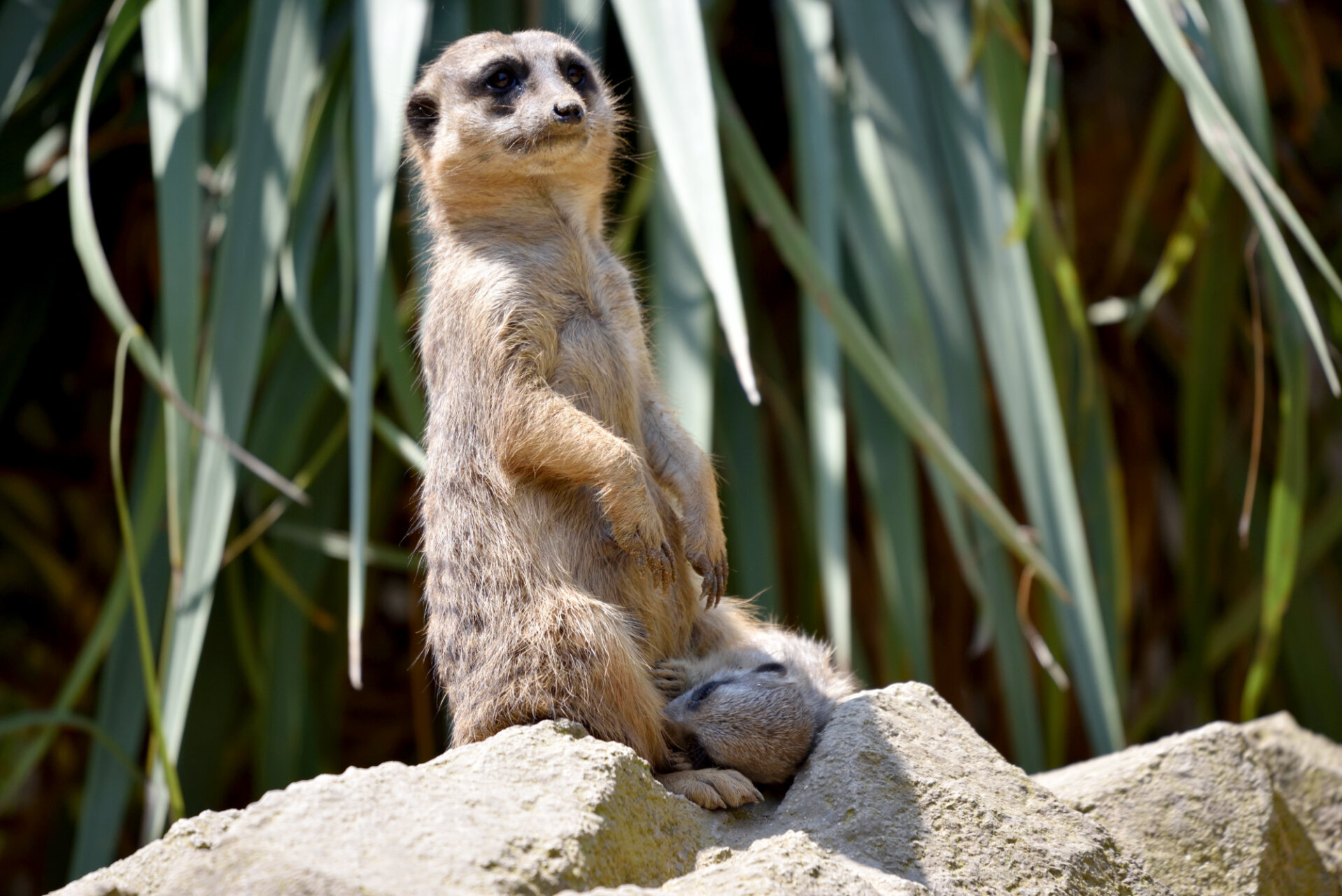 Giornata mondiale dei suricati, al Parco Le Cornelle nati quattro nuovi ...